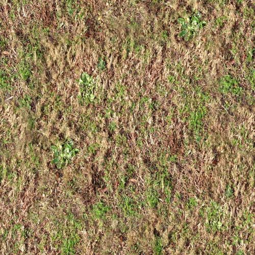 Ground Covers 1 Texture | CGTrader