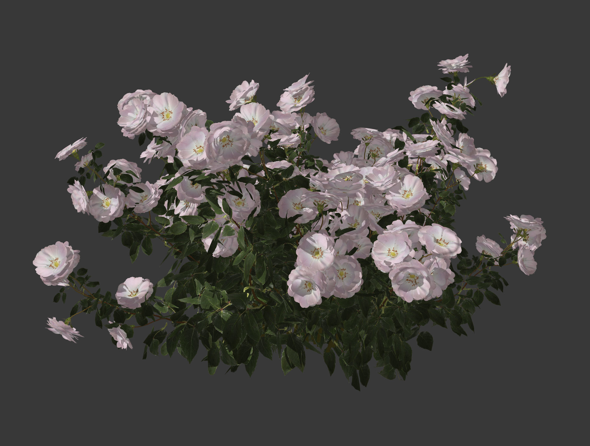 Wild rose 3d 3D model | CGTrader