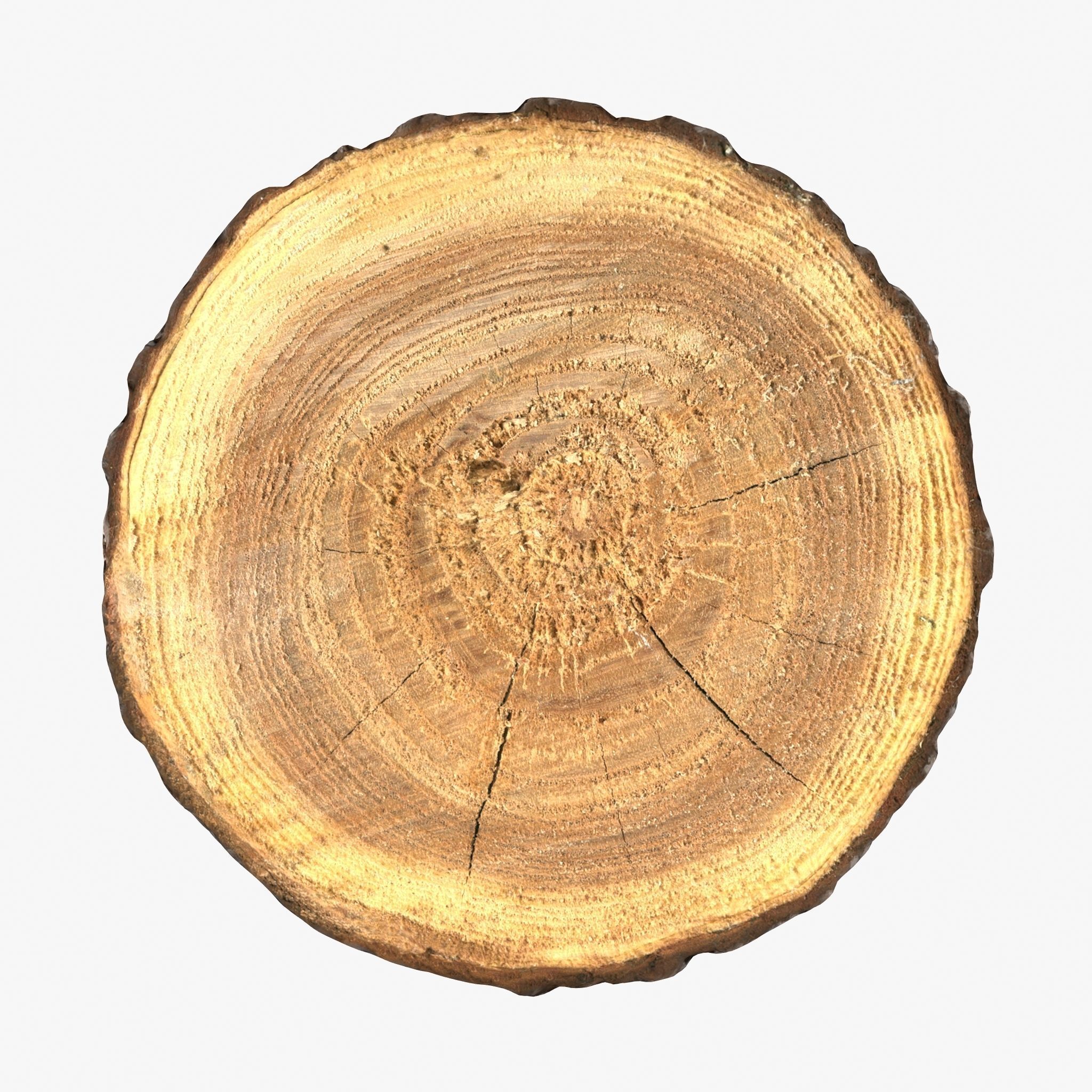Wood Log Slice 3D model | CGTrader