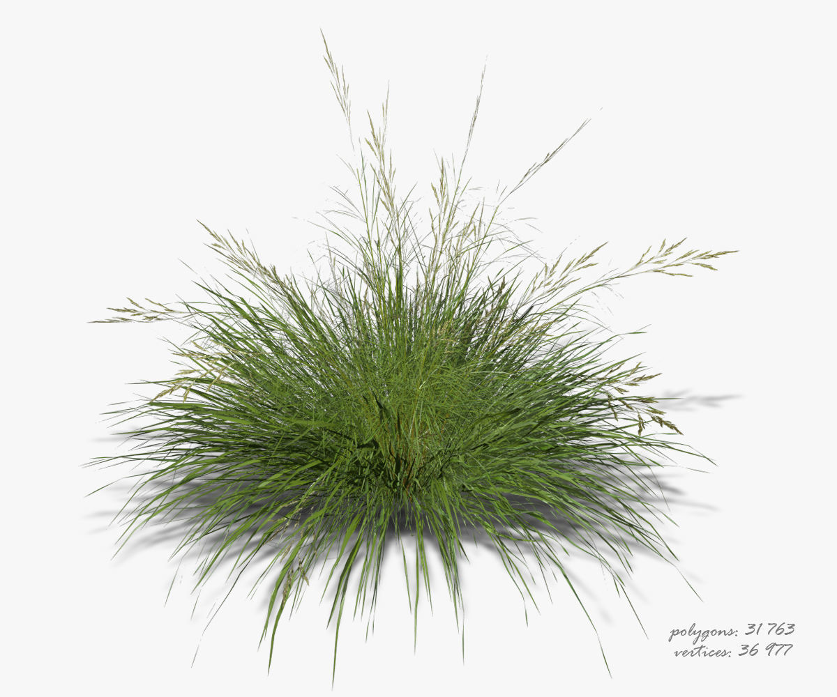 3D model of Grass 05 3D model | CGTrader