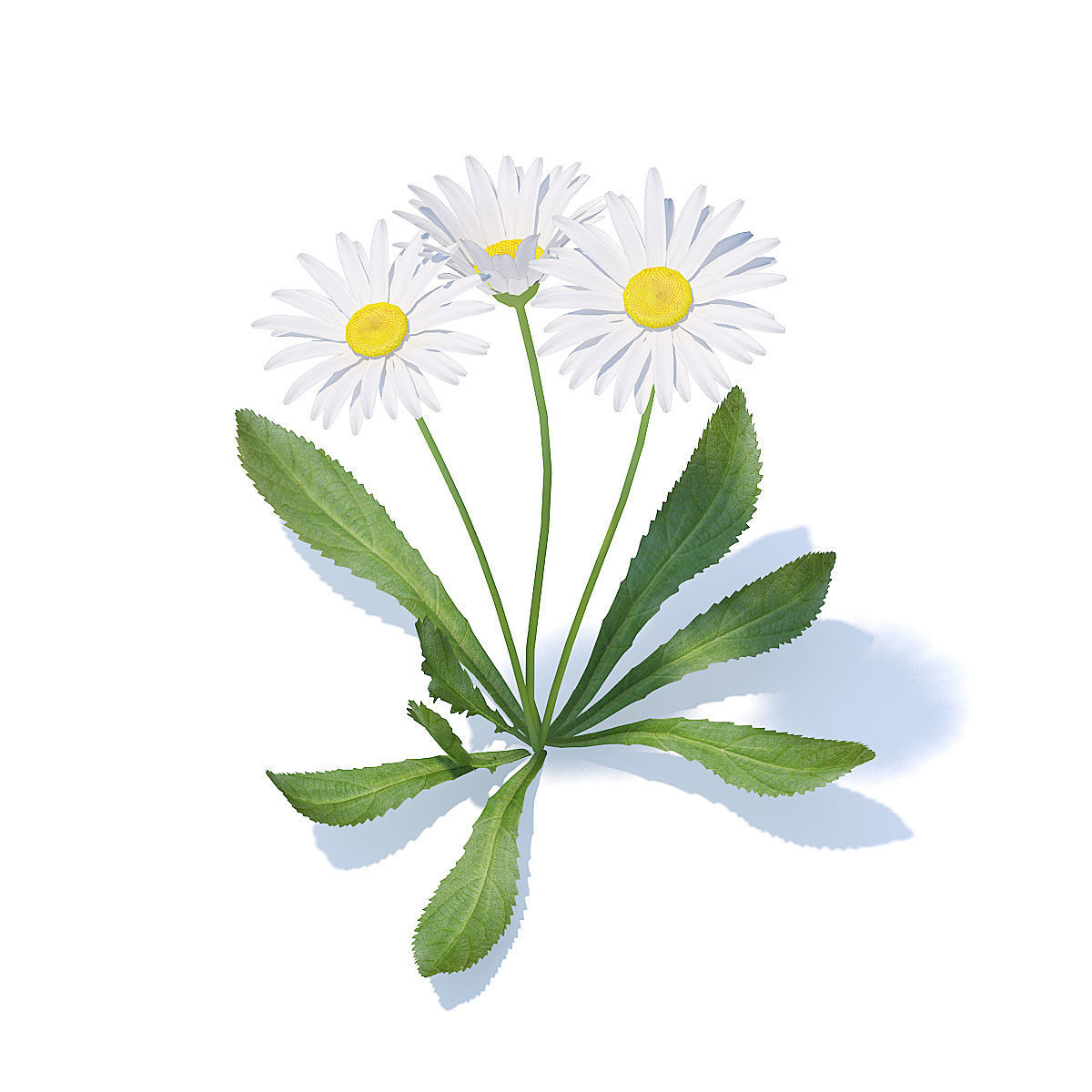 Daisies 3D Model | CGTrader