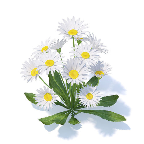 Daisies 3D Model 3D model | CGTrader