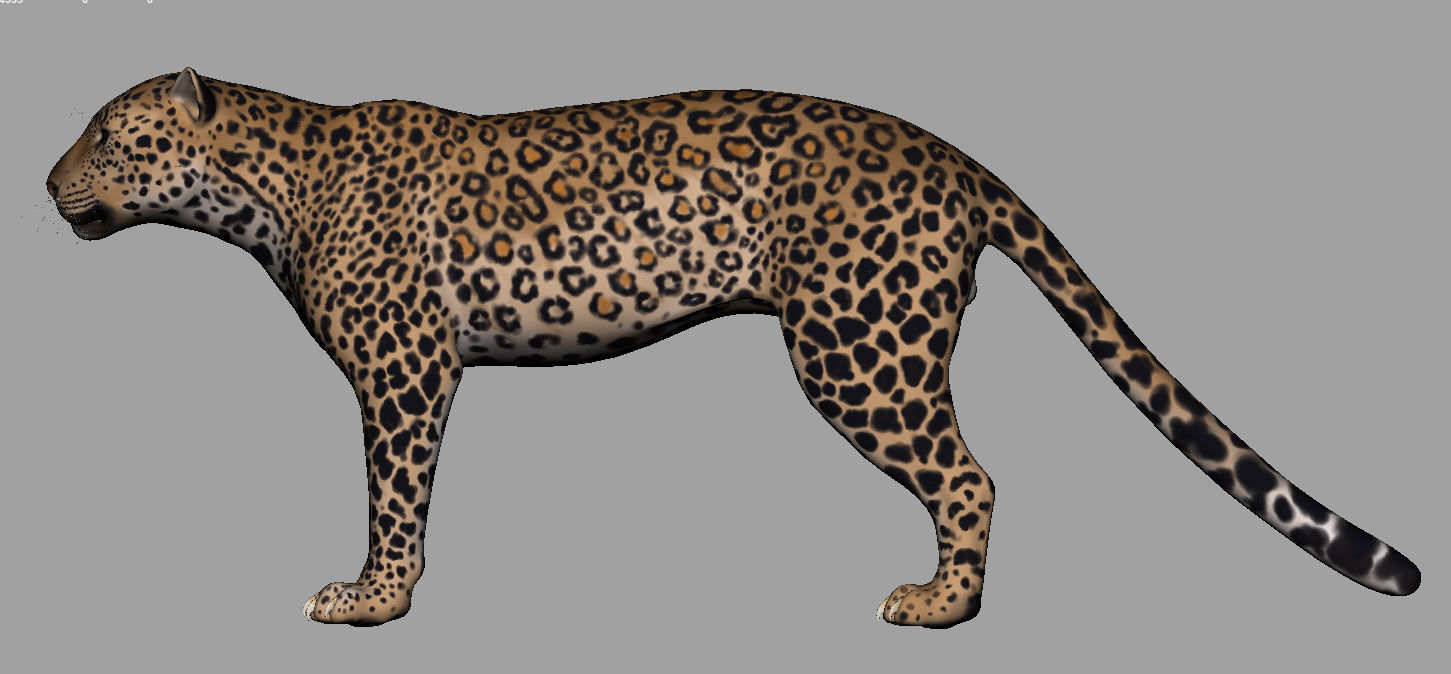 Rigged Leopard Maya 3D Model with 2K Textures 3D model rigged | CGTrader