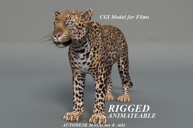 Rigged Leopard Maya 3D Model with 2K Textures 3D model rigged | CGTrader