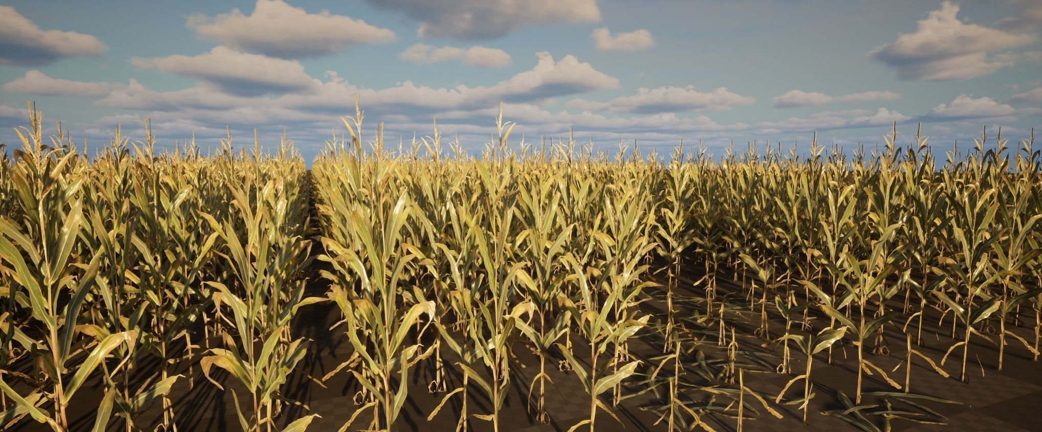 3D model Realistic Optimized Corn Pack VR / AR / low-poly | CGTrader