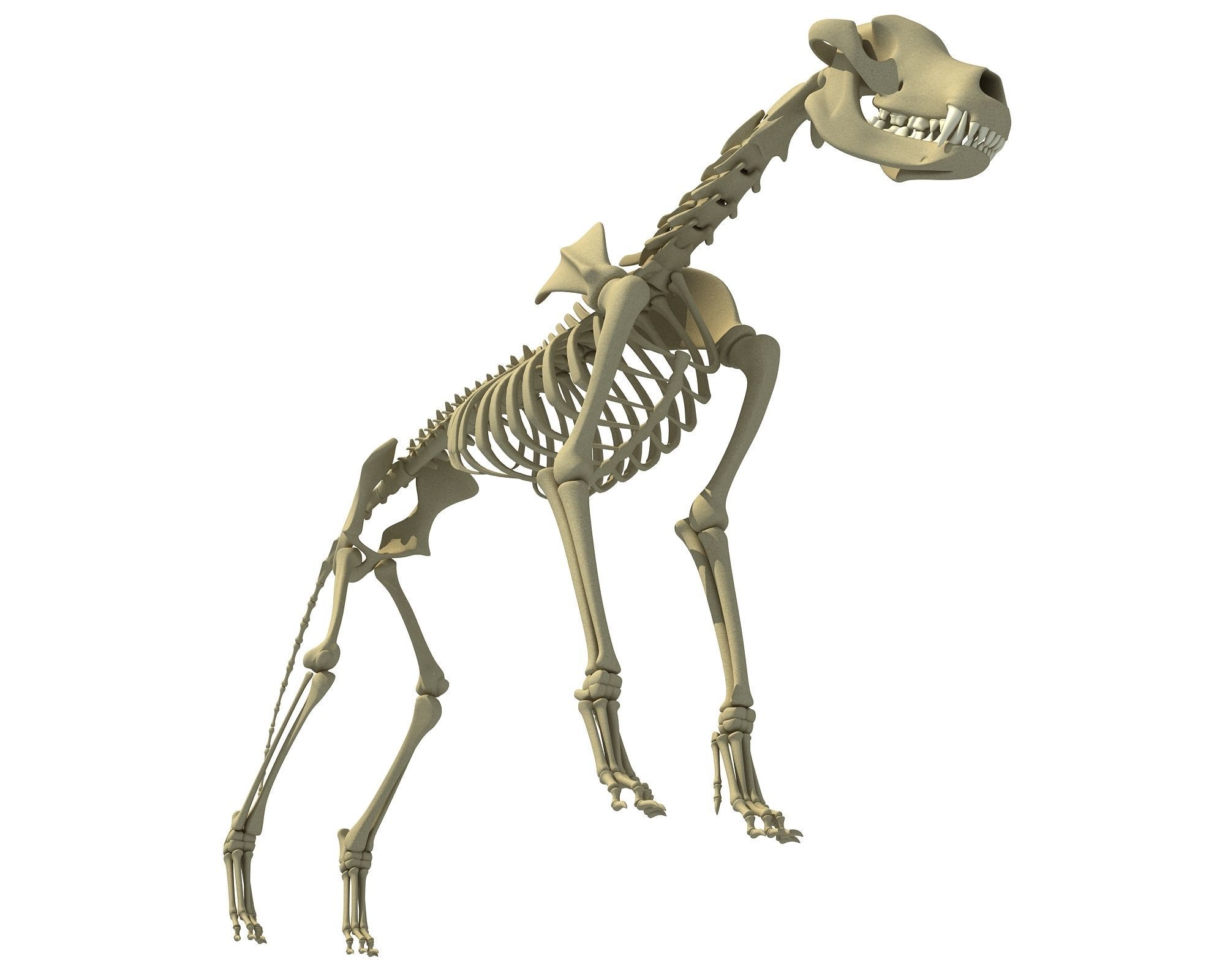 Wolf Skeleton 3D model | CGTrader