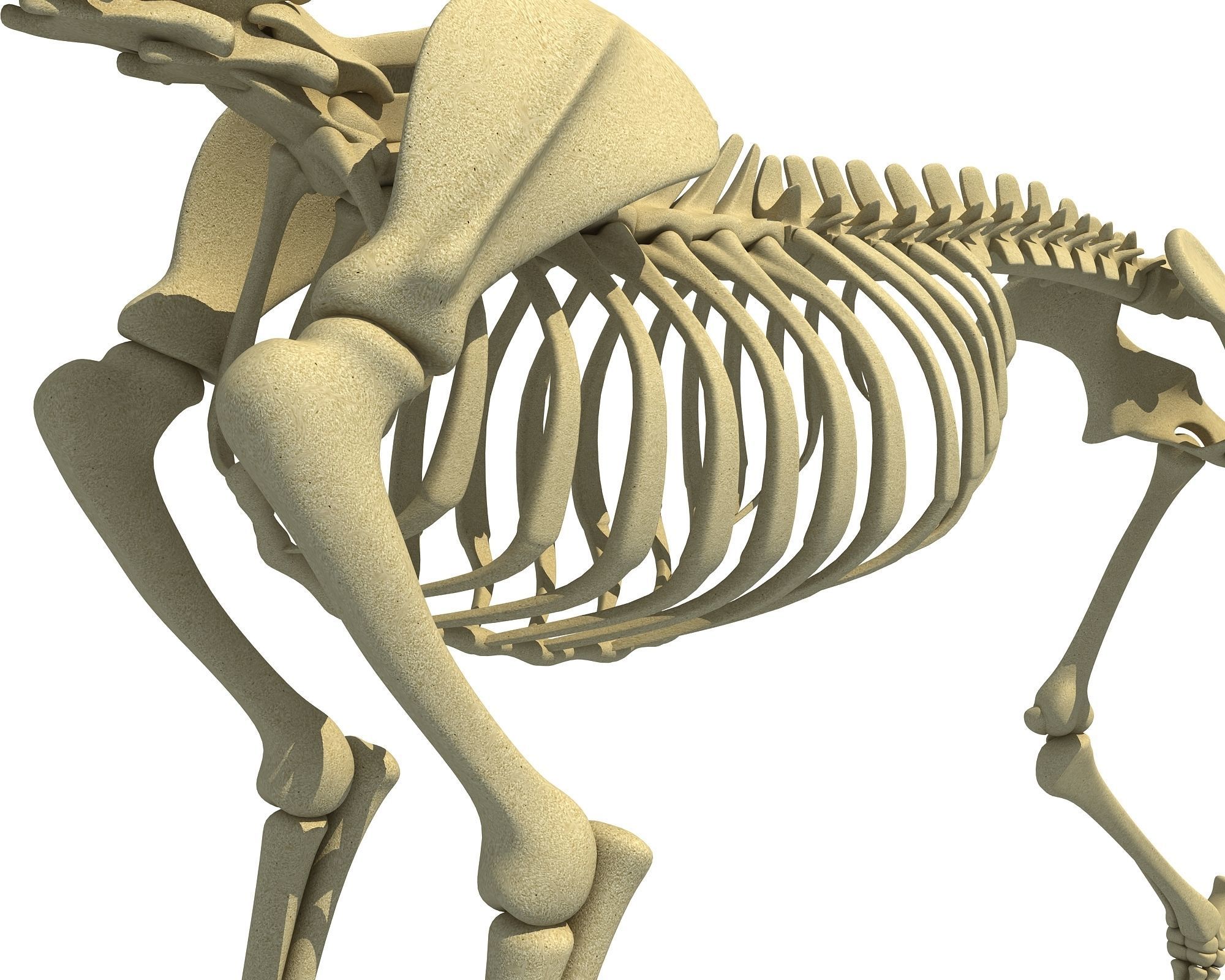 Wolf Skeleton 3D model | CGTrader