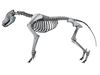 Wolf Skeleton 3D model | CGTrader