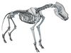 Wolf Skeleton 3D model | CGTrader