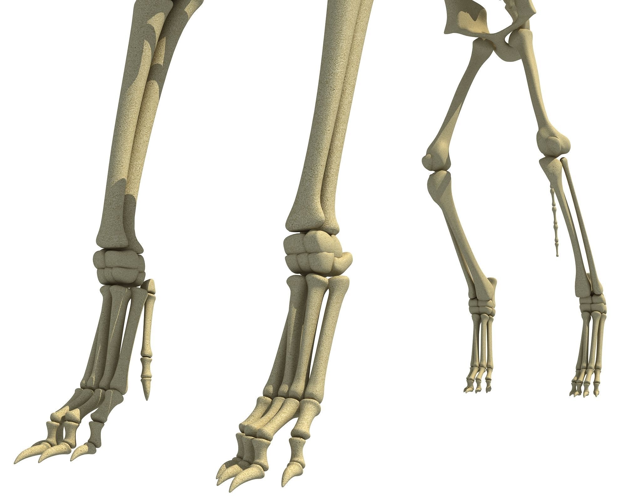 Wolf Skeleton 3D model | CGTrader