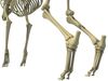 Wolf Skeleton 3D model | CGTrader