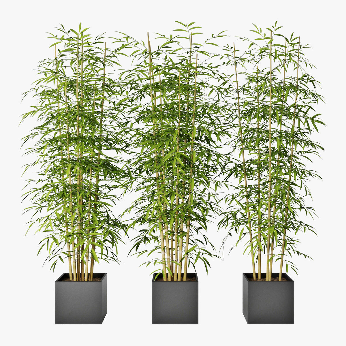 Bamboo 04 3D model | CGTrader