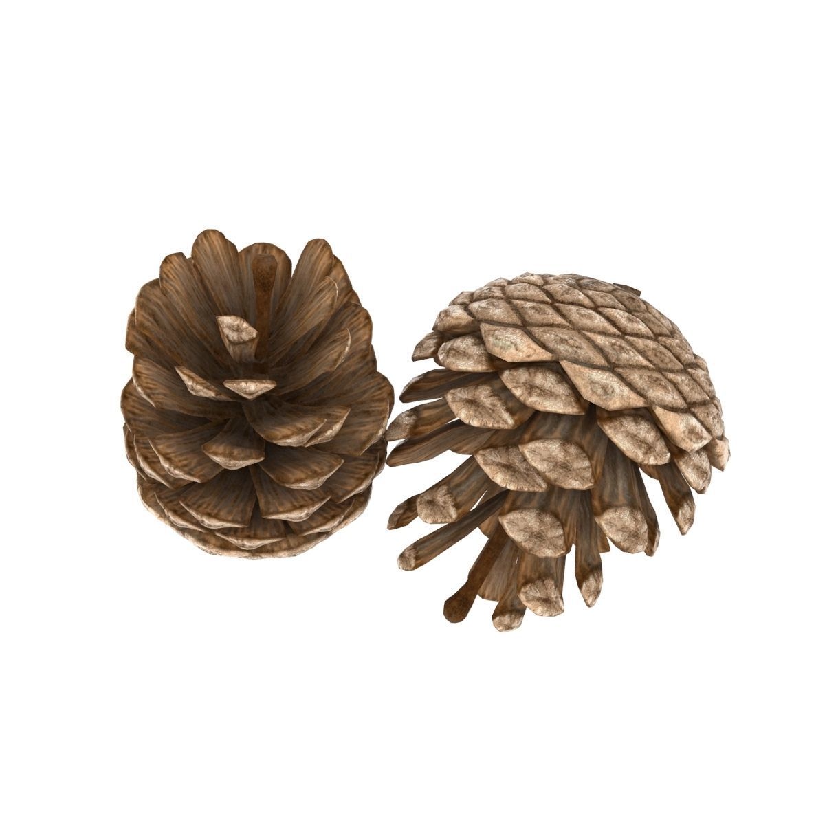 Pine cone 3D model | CGTrader