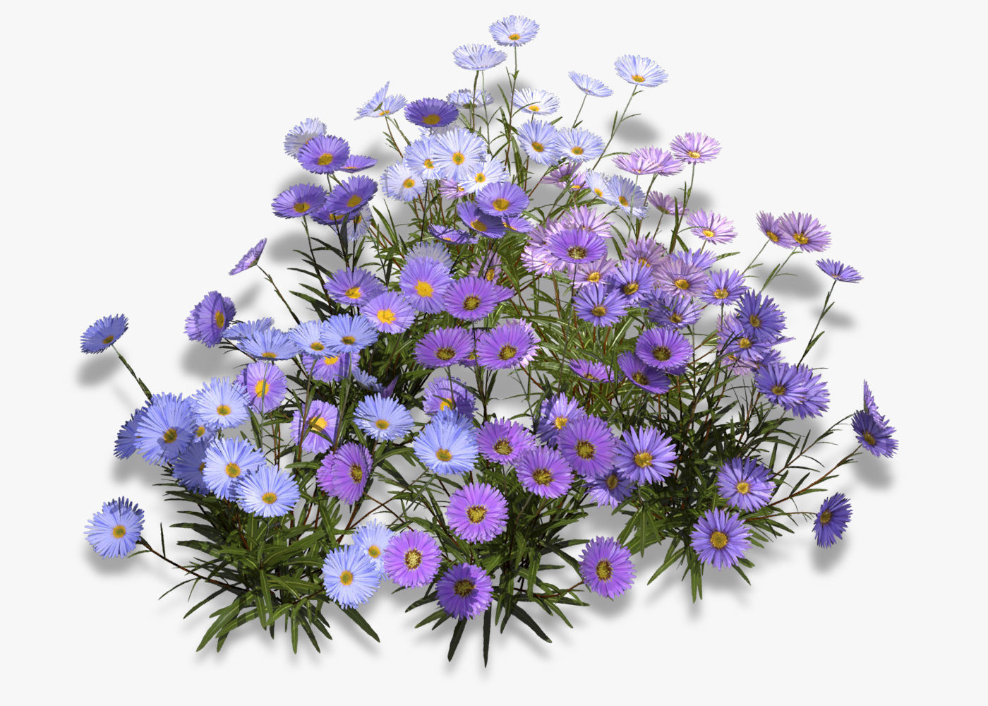 Flowers Alpine Aster 3D model | CGTrader