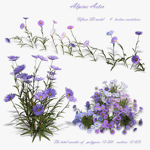 Flowers Alpine Aster 3D model | CGTrader