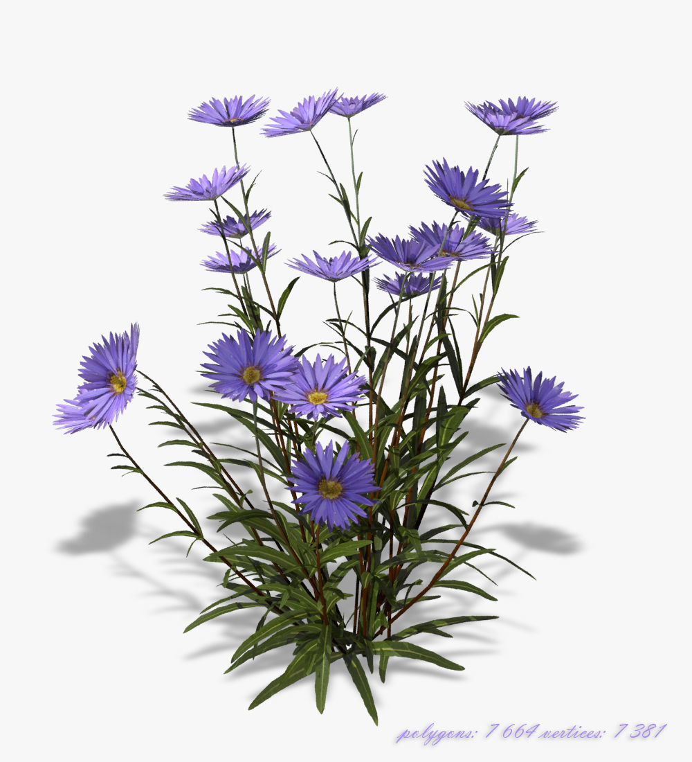 Flowers Alpine Aster 3D model | CGTrader