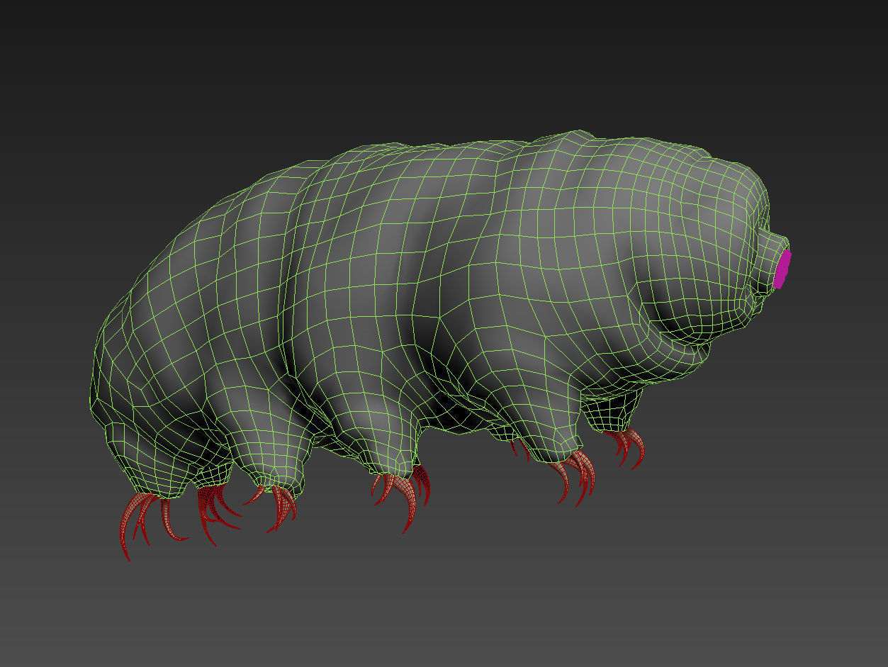3D model Tardigrade VR / AR / low-poly | CGTrader