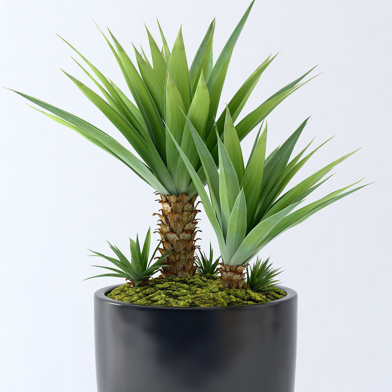 palma Ukka 3D model | CGTrader