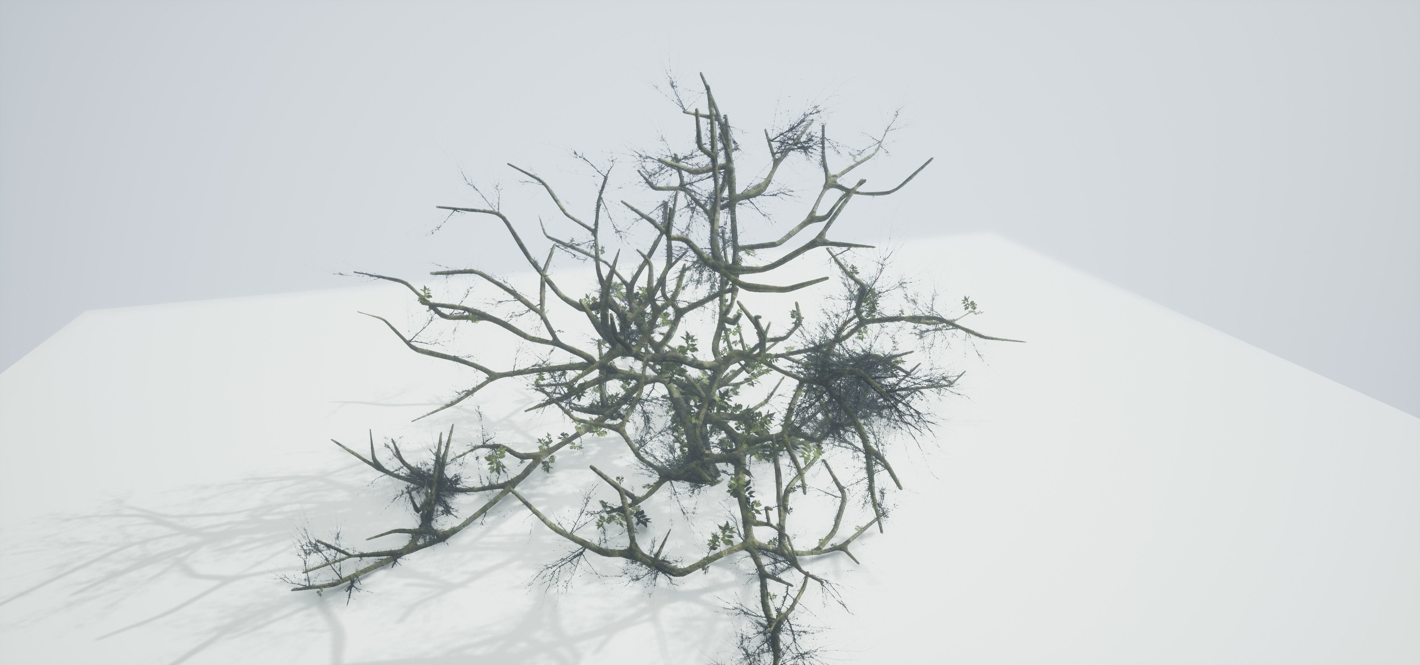 Tree Die Old free VR / AR / low-poly 3D model | CGTrader