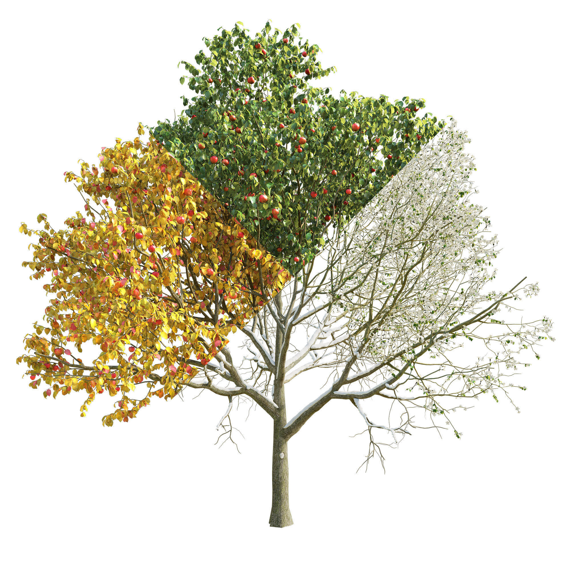 Apple Tree 2 Seasons 3D model | CGTrader