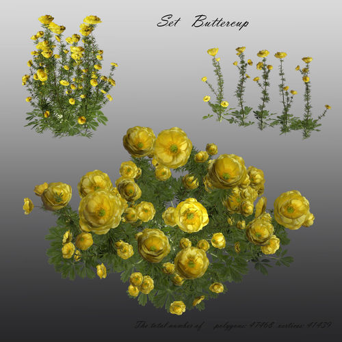 3D model Flowers Buttercup 3D model VR / AR / low-poly | CGTrader