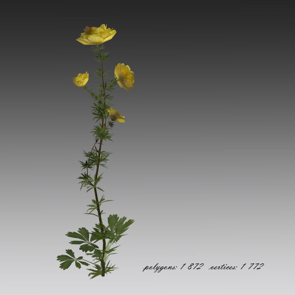 3D model Flowers Buttercup 3D model VR / AR / low-poly | CGTrader