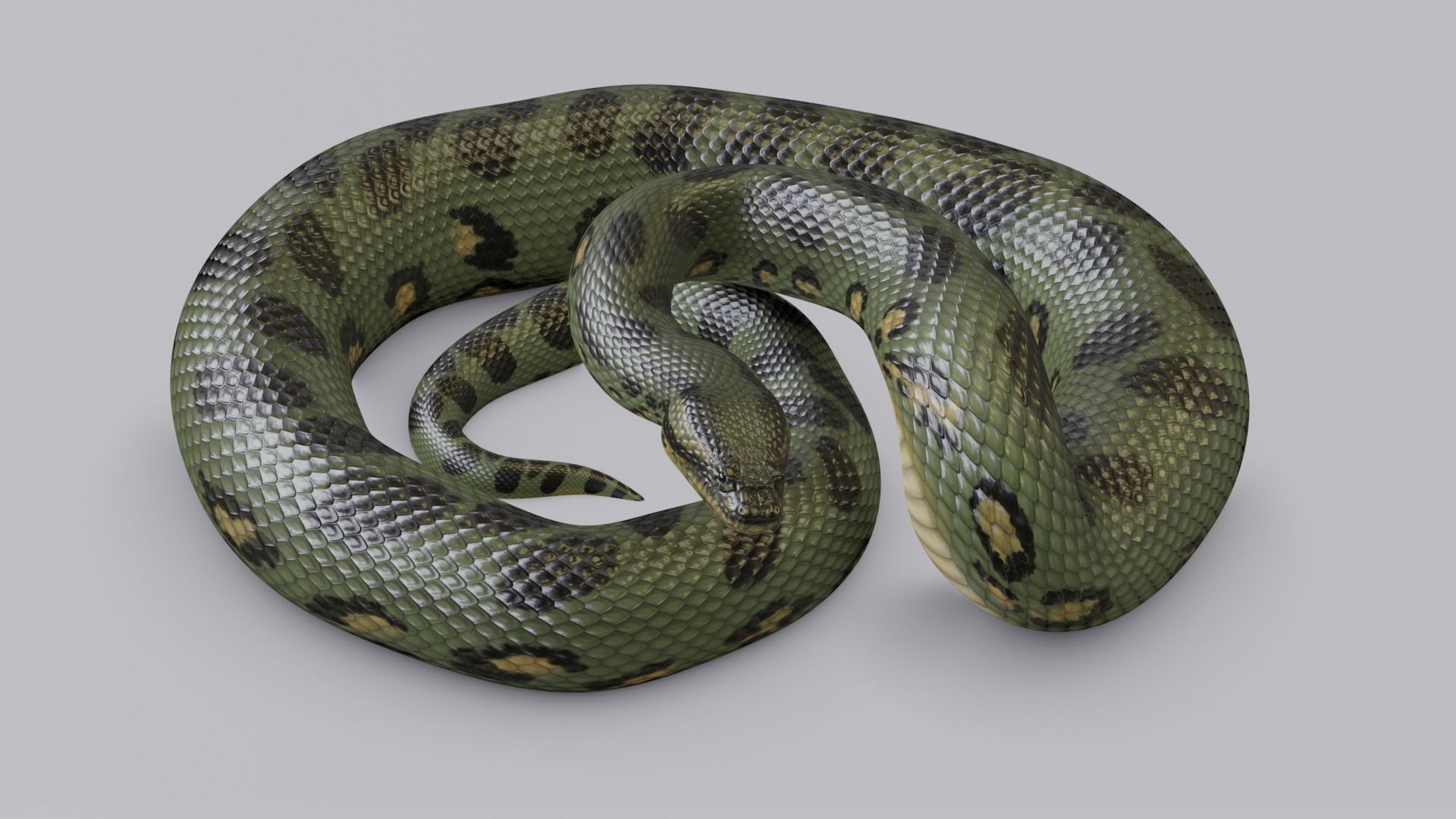 3D model Animated Green Anaconda VR / AR / low-poly rigged animated ...