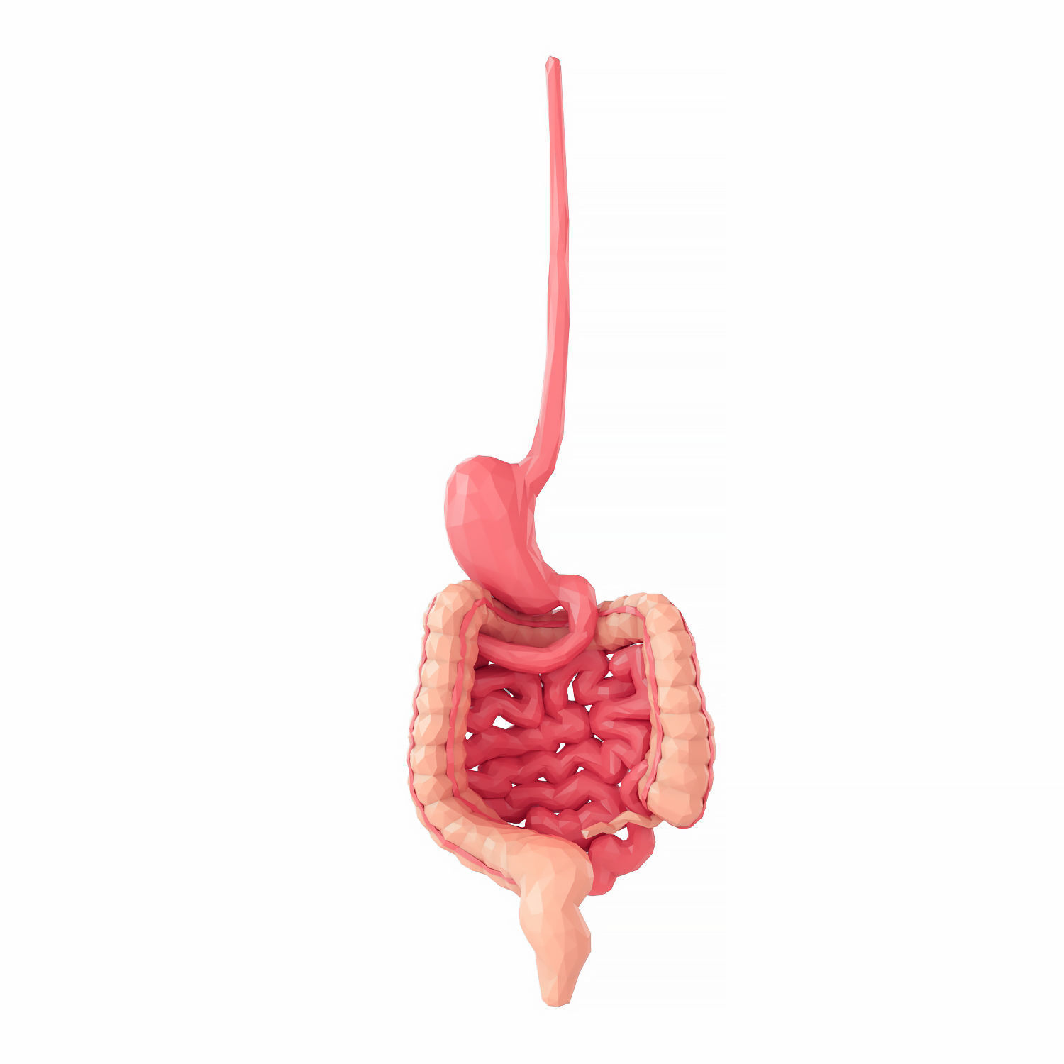 3D model Intestines and Stomach VR / AR / low-poly | CGTrader
