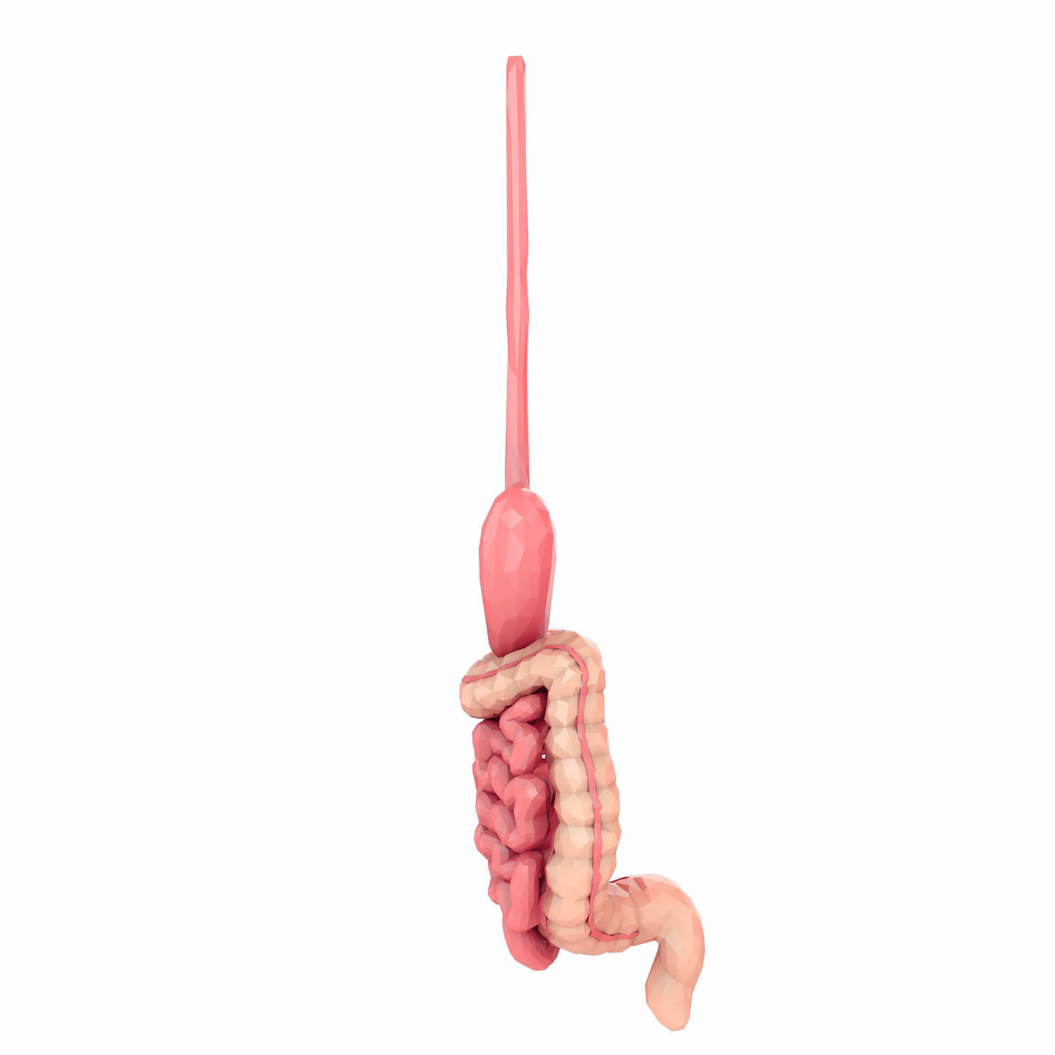 3D model Intestines and Stomach VR / AR / low-poly | CGTrader