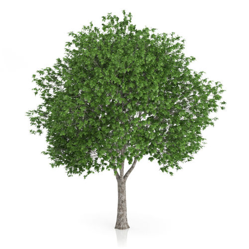 London Plane Tree Platanus acerifolia 3D model | CGTrader
