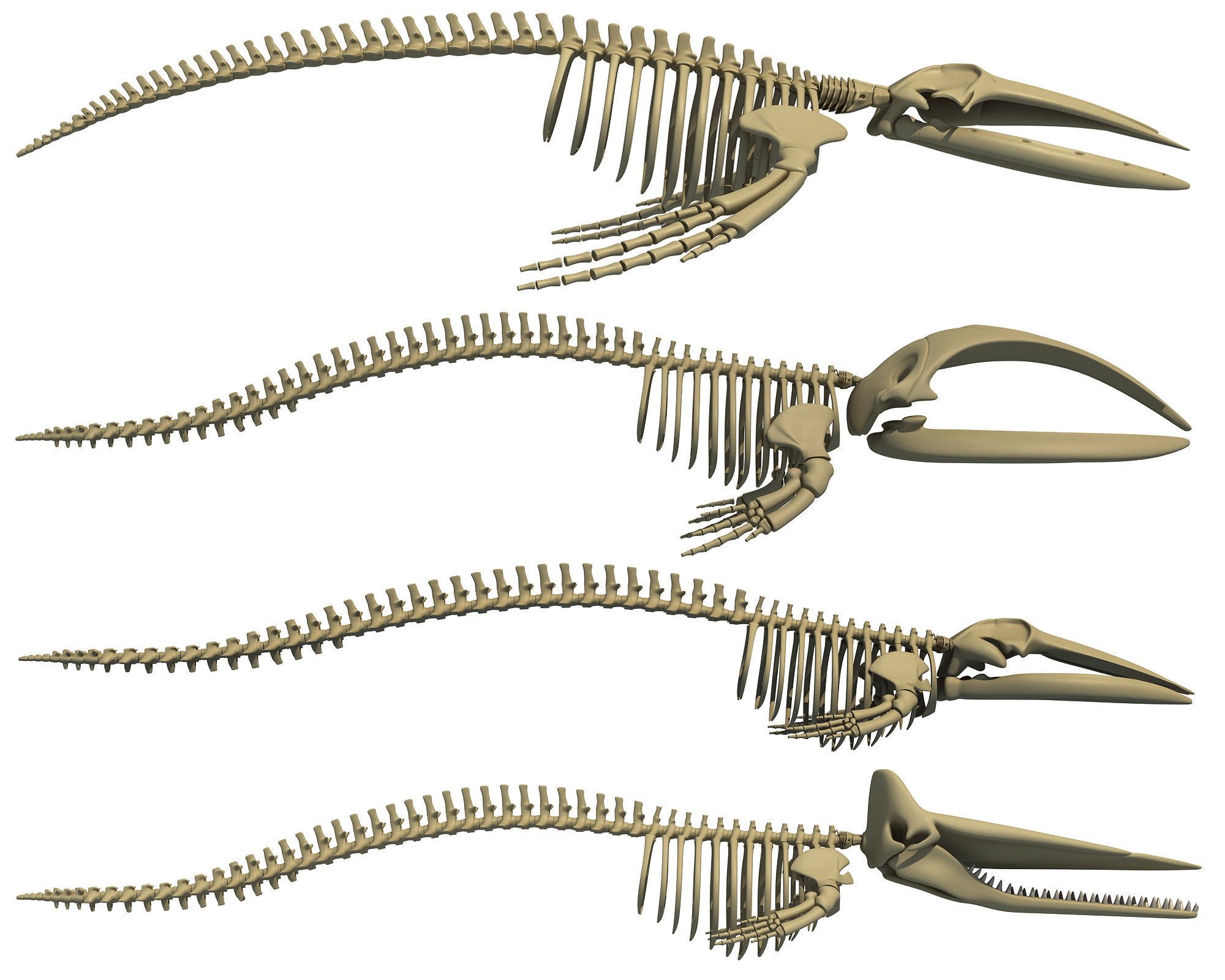 Whale Skeletons Collection 3D model | CGTrader