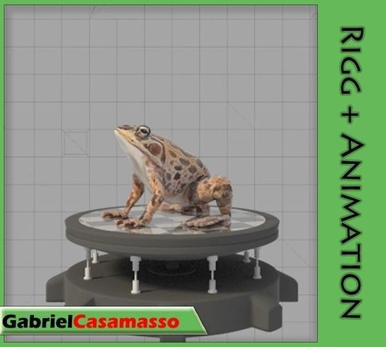 3D model Common Frog VR / AR / low-poly rigged animated | CGTrader