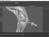 legs animation meniscus animation 3D model animated rigged | CGTrader