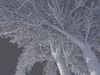 Winter tree 6 meters 3D model | CGTrader