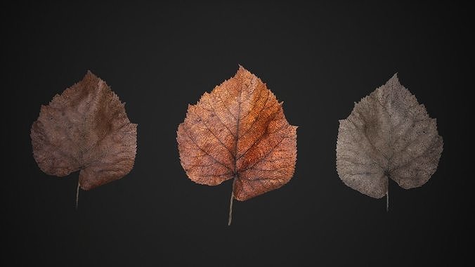 Dead Leaf free VR / AR / low-poly 3D model | CGTrader