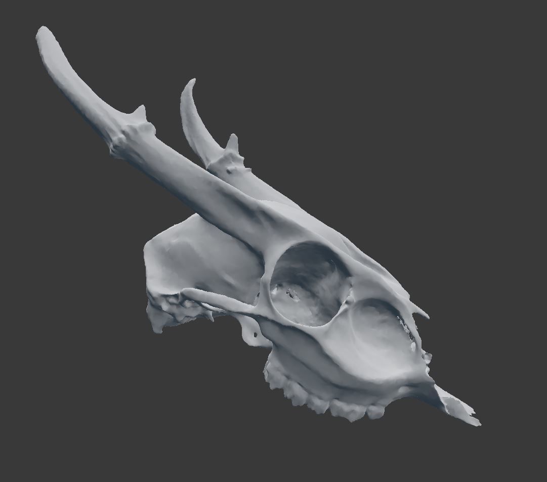 Muntjac Deer Skull 3D model | CGTrader