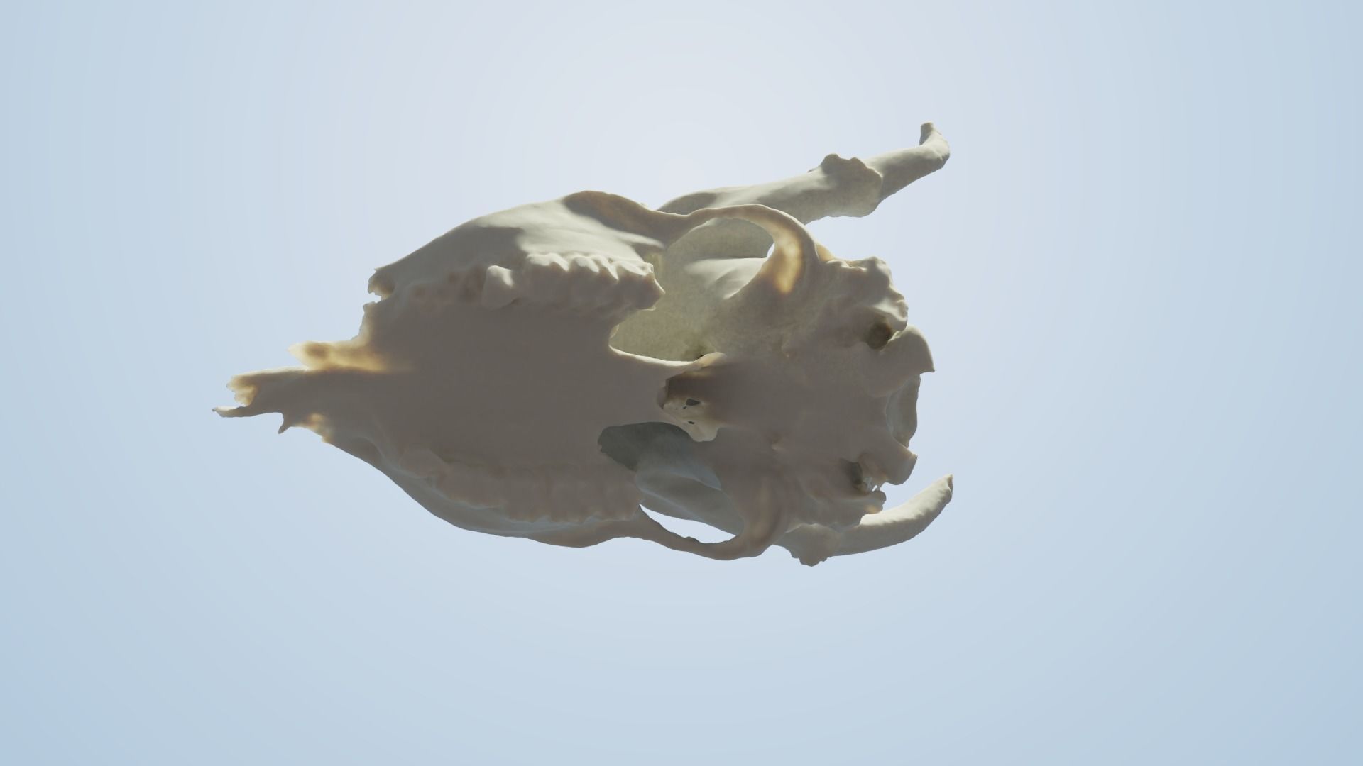 Muntjac Deer Skull 3D model | CGTrader