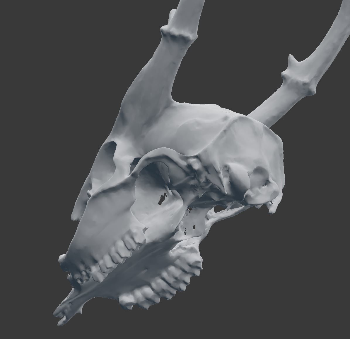 Muntjac Deer Skull 3D model | CGTrader