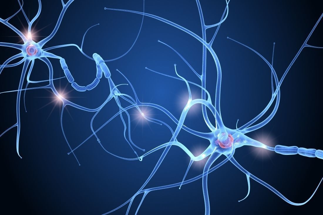 Nerve cell anatomy in details 3D model | CGTrader