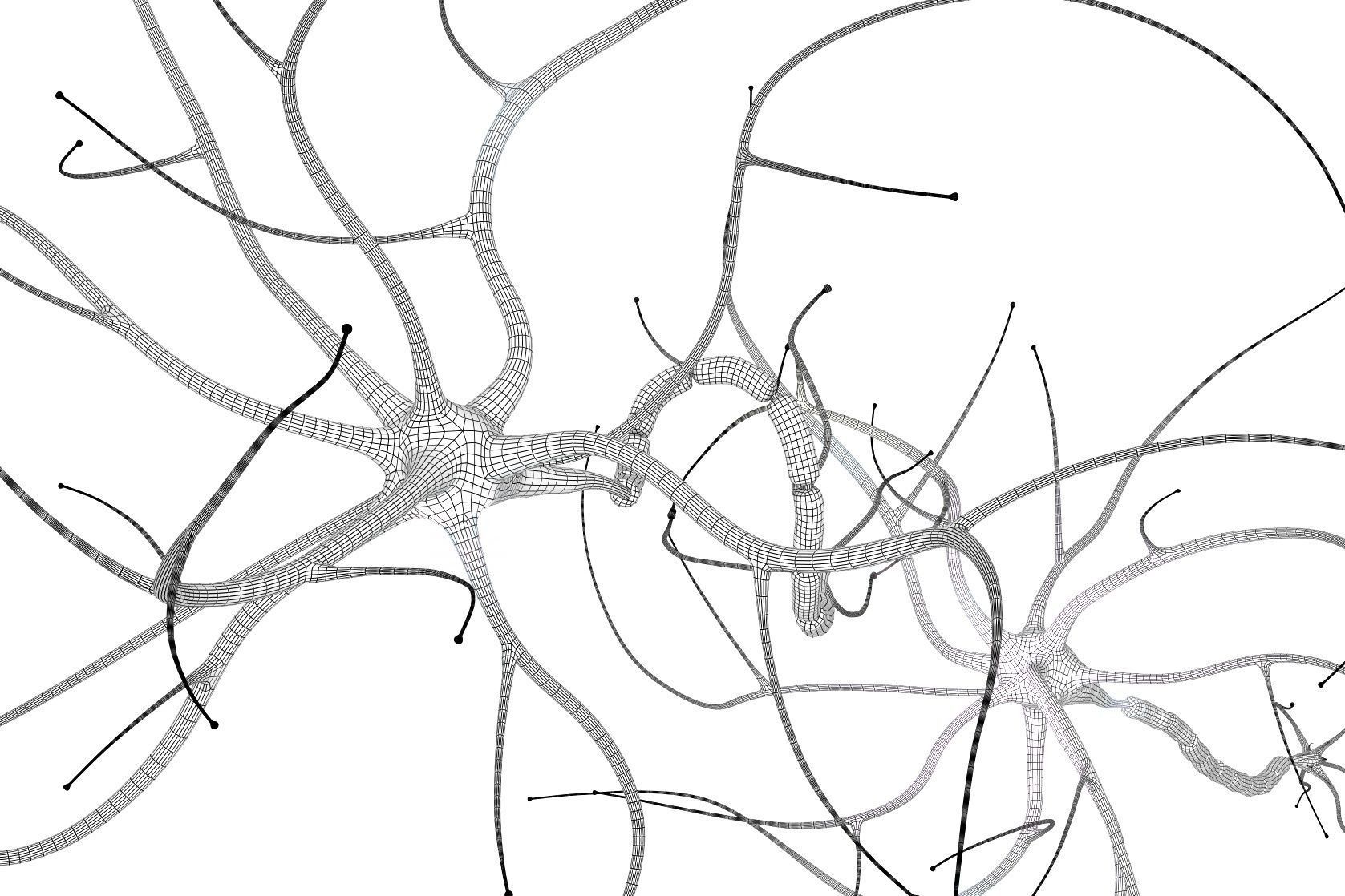 Nerve cell anatomy in details 3D model | CGTrader
