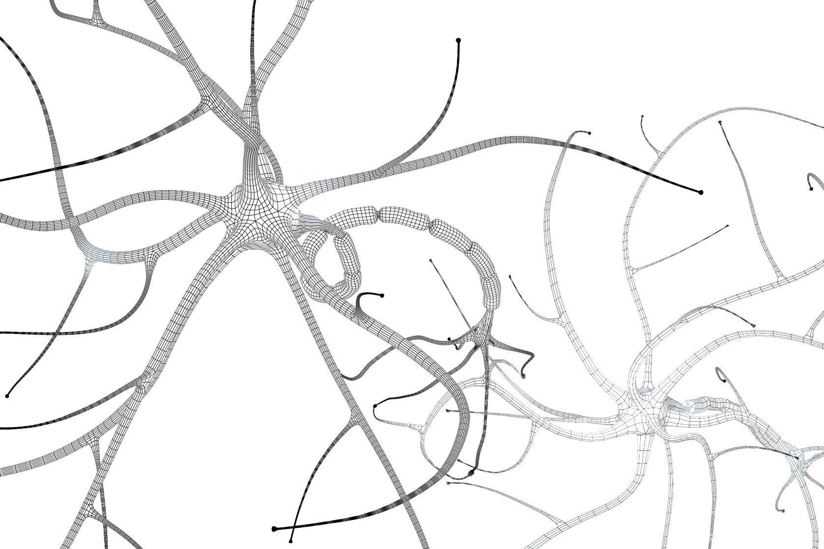 Nerve cell anatomy in details 3D model | CGTrader