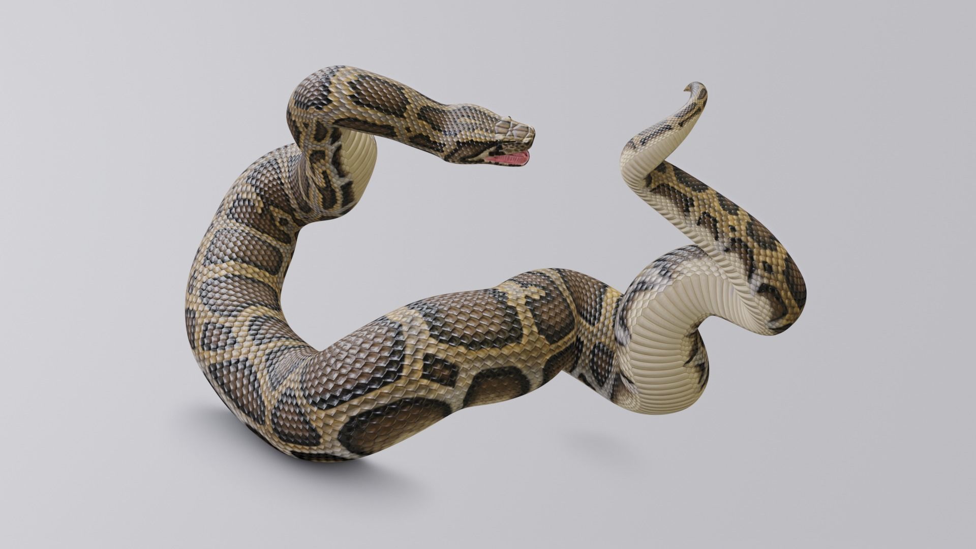 3D model Animated Burmese Python VR / AR / low-poly rigged animated ...
