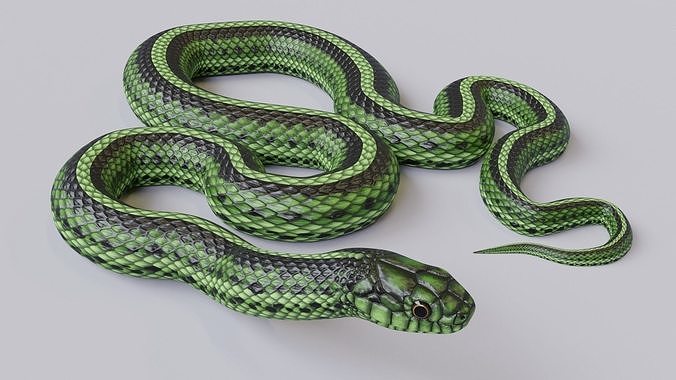 3D model Animated Green Snake VR / AR / low-poly rigged animated | CGTrader