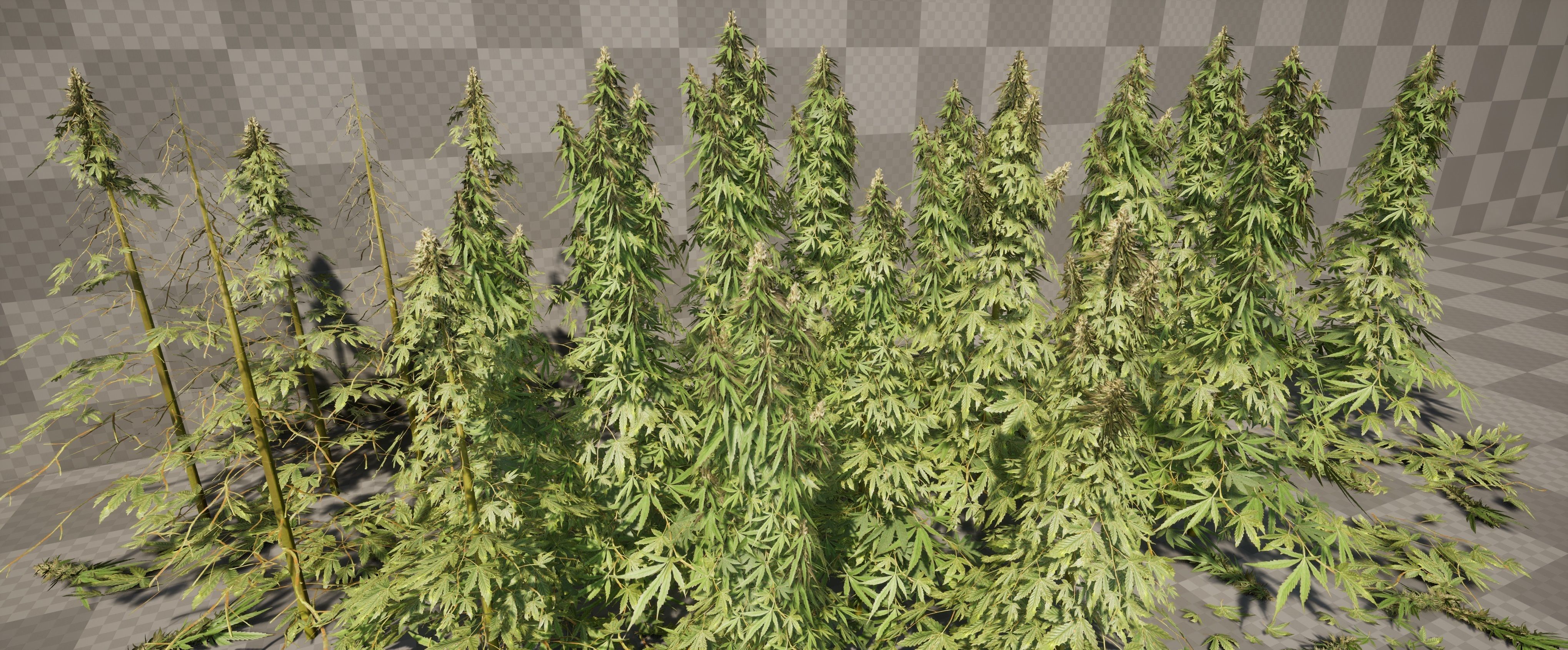 3D model Cannabis Pack Lowpoly VR / AR / low-poly | CGTrader