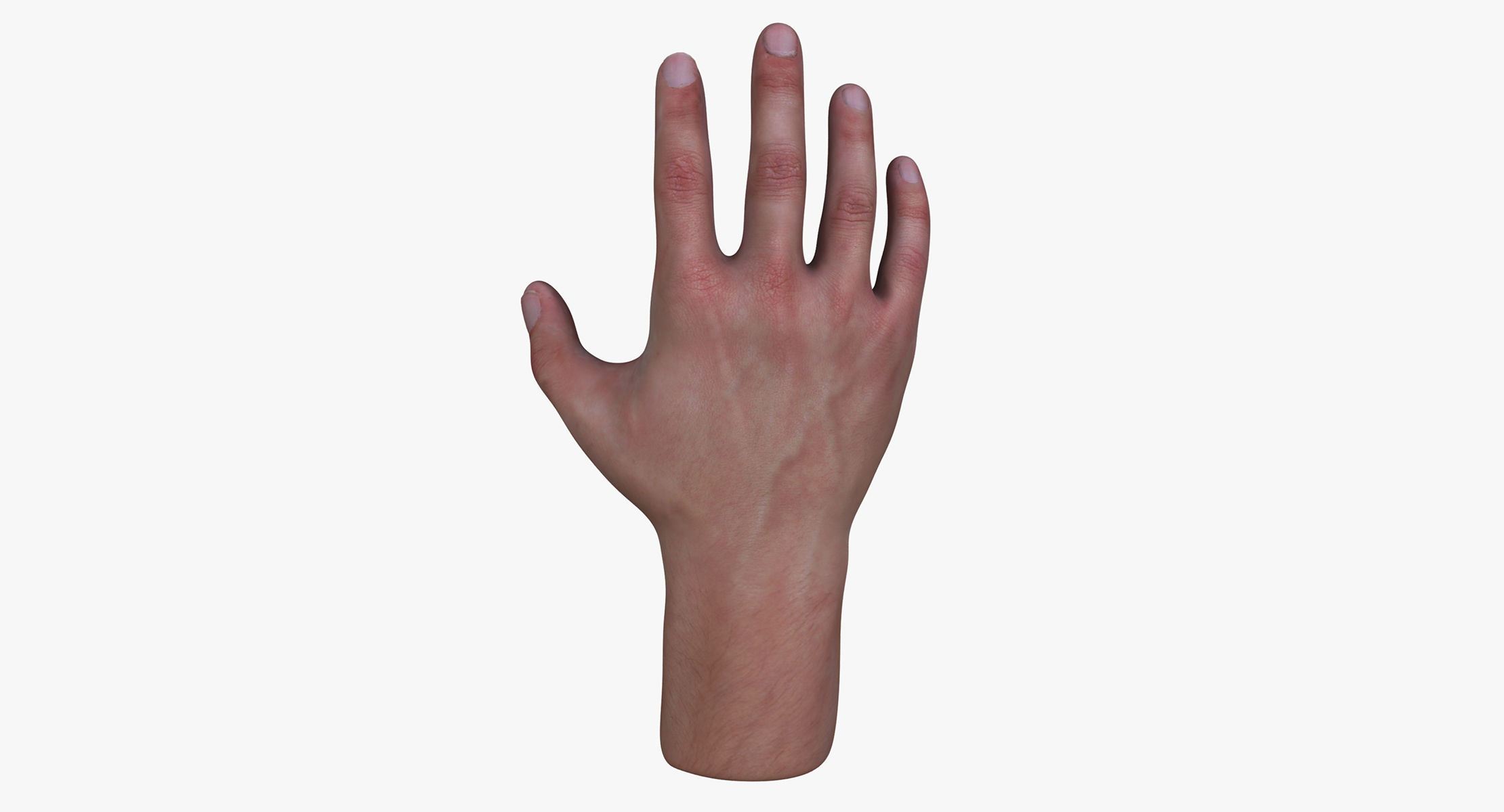 Male Hand 3D model | CGTrader