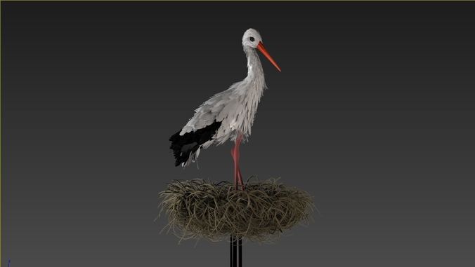 Stork 3D model feathers 3D model | CGTrader