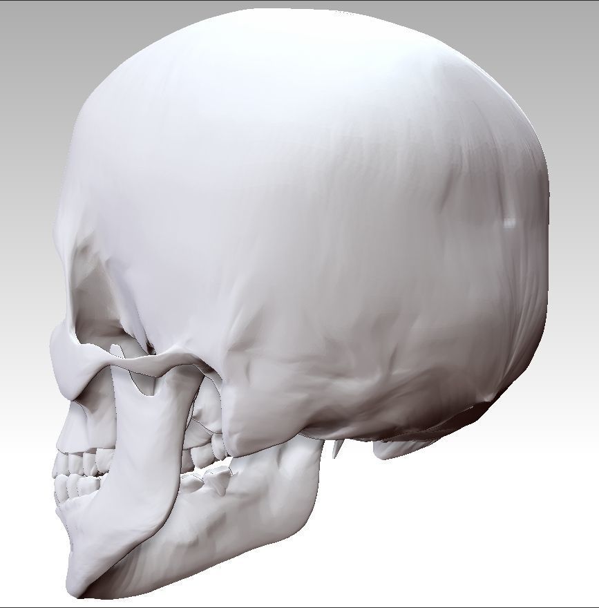 Anatomy Skull 3D model 3D printable | CGTrader