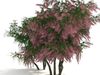 Tamarix 3D model | CGTrader