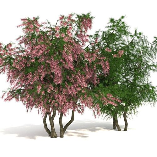 Tamarix 3D model | CGTrader