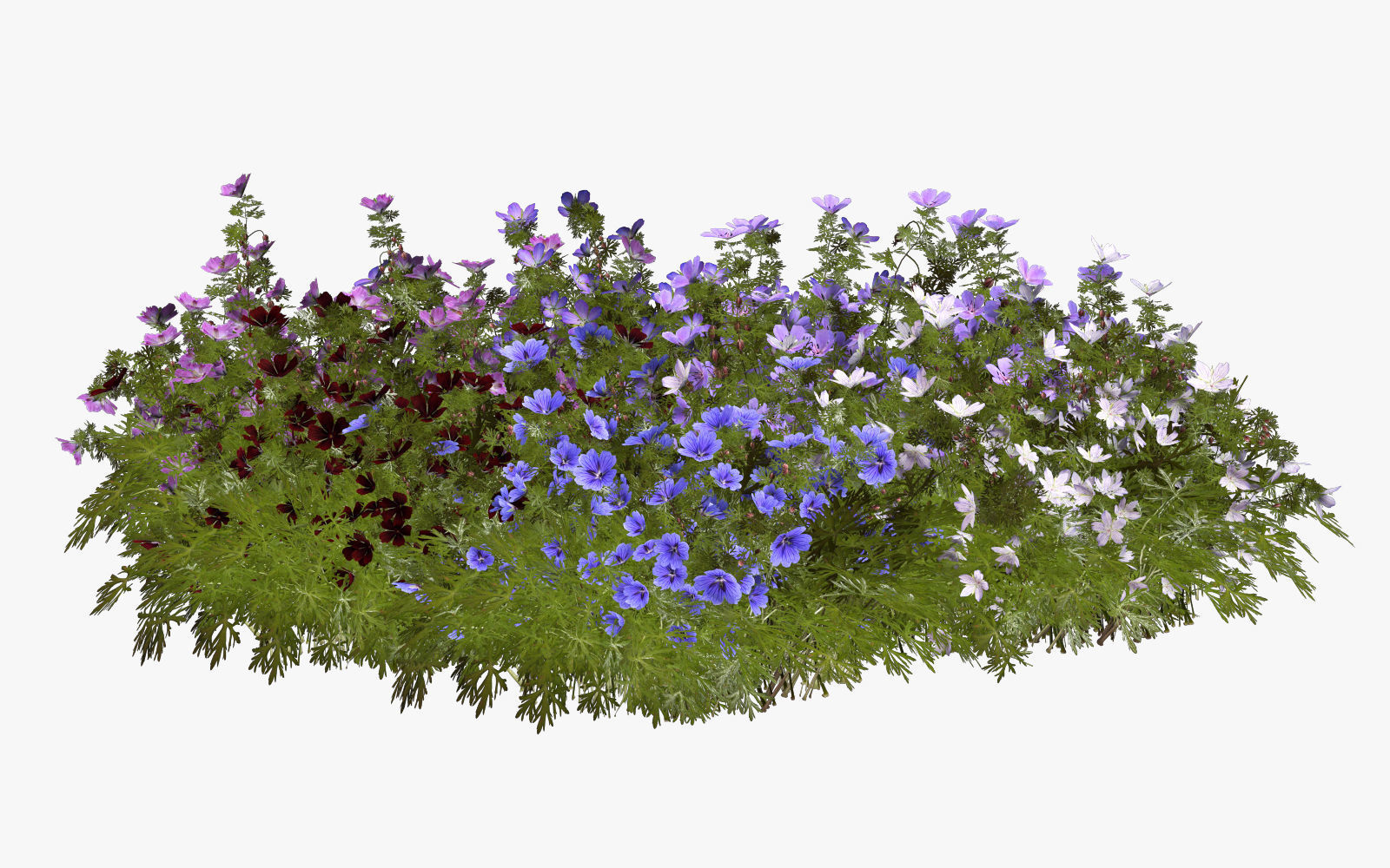 Geranium garden 3D model | CGTrader